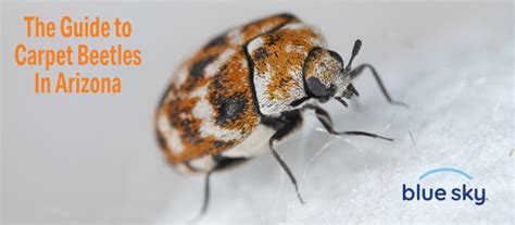 The Guide To Flying Bugs In Arizona And Which Ones To Look Out Forblueskypest
