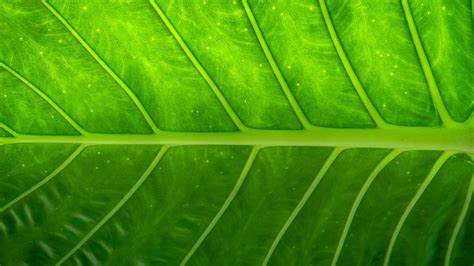 Wallpaper Plant Leaf Texture Hd Picture Image