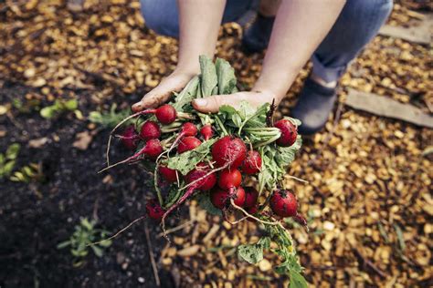 8 Health Benefits Of Radishes