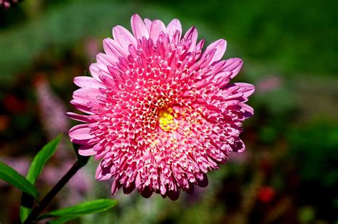 Aster Bunga Merah Jambu Foto Gratis Di Pixabay Pixabay