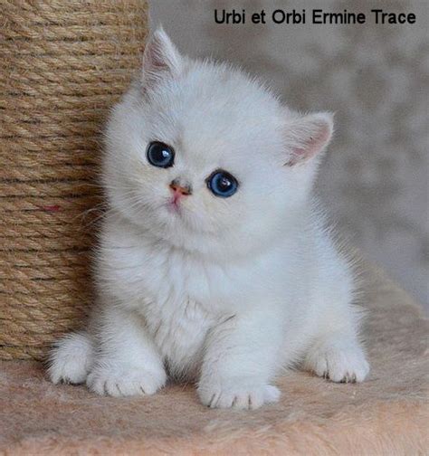 Reviewing The Dominant Blue Dbe Gene In The Ermine Trace Cattery