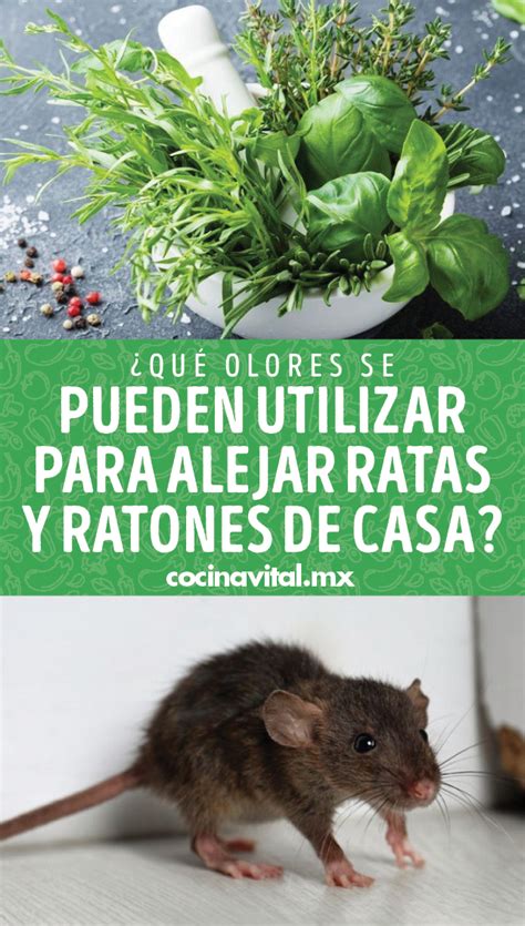 ¿qué Olores Se Pueden Utilizar Para Ahuyentar Ratas Y Ratones De Casa
