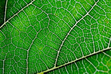 Tekstur Latar Belakang Abstrak Daun Dengan Pembuluh Darah Foto Stok