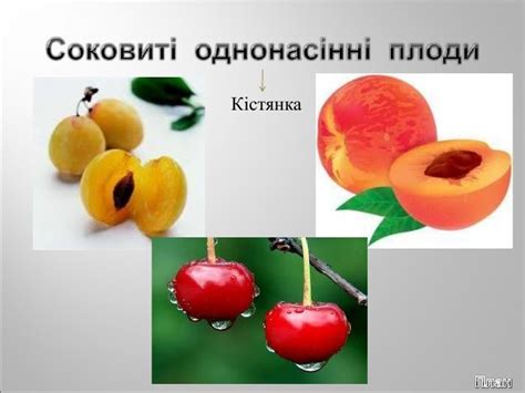 Презентація "Різноманітність плодів"