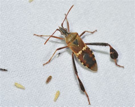 Leaf Footed Bugs The Daily Garden