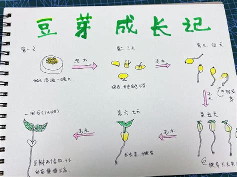大豆的成长过程简笔画（最新16张） 简笔画图片大全