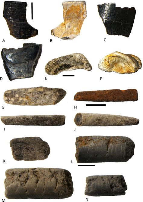 Invertebrate Fossils From Beds 3 5 A D Barnacle Eolepas Rhaetica