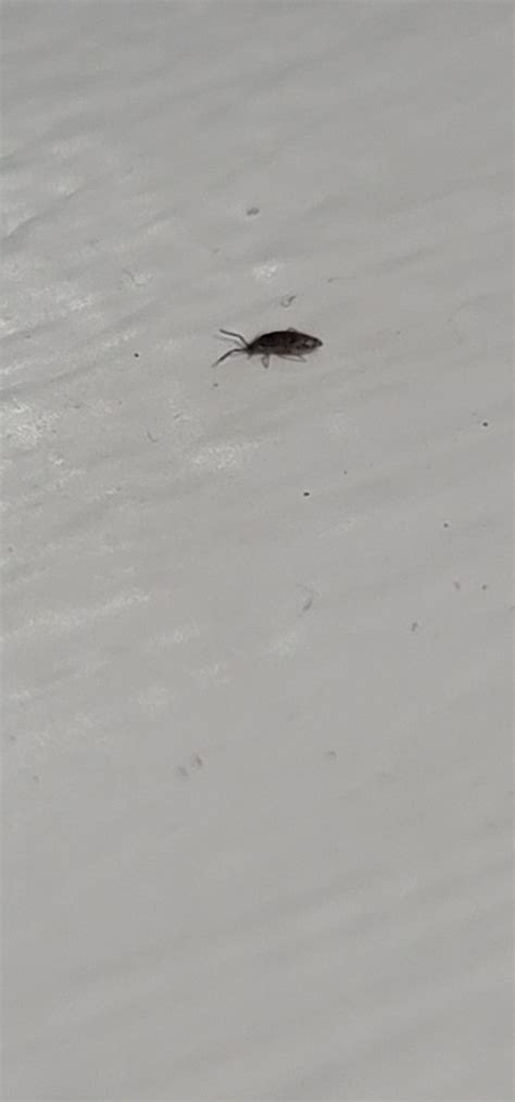 Black Bugs With Antenna