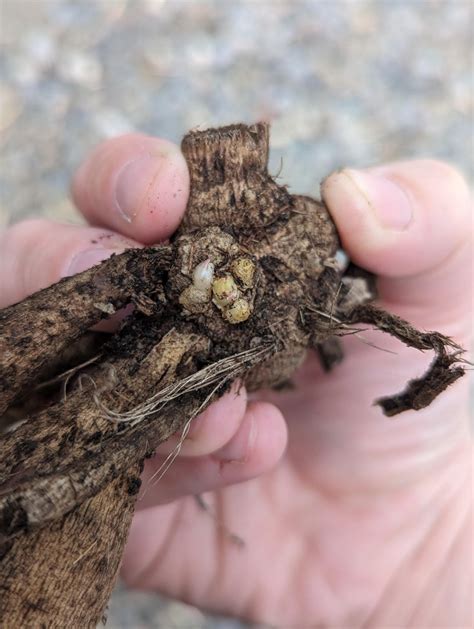 Newbie Gall Identification R Dahlias