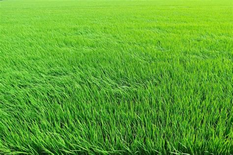 Page 43 Plain Grass Images Free Download On Freepik Page 43 Plain Grass Images Free Download On Freepik