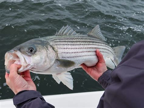 Ny Dec Reports Another Below Average Striped Bass Spawn In The Hudson