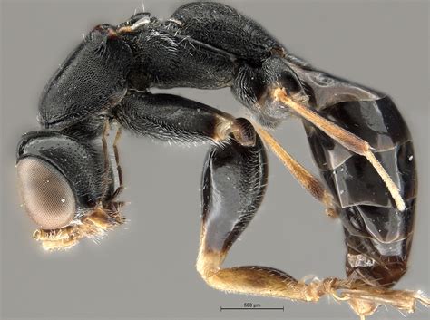 Dryinidae Identification Keys Waspweb