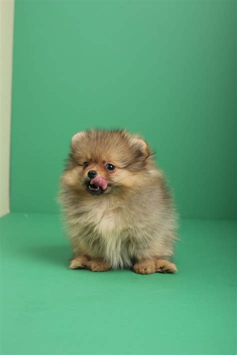 گالری عکس پامرانین خرسی فروشگاه اینترنتی پامر گروپ پامرانین