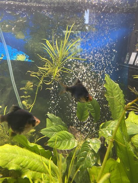 Can Someone Help Sex These Emerald Tiger Barbs I Think They Are All Males Can Try To Get