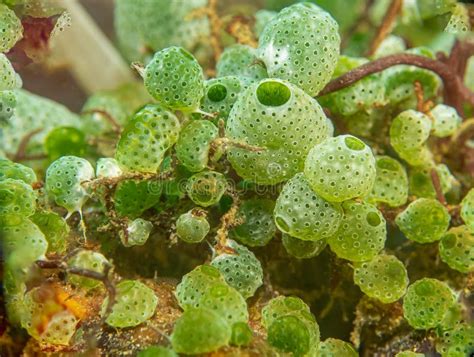 Green Sea Squirts Ascidian At A Tropical Coral Reef In The Philippines