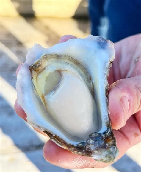 Samtass Seafoods Appellation