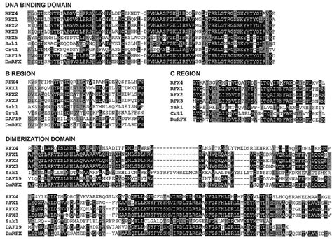 Sequence Alignment Of Evolutionarily Conserved Regions Of Rfx Members