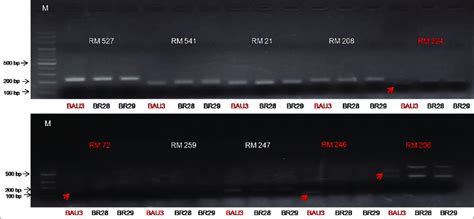 Agarose Gel Electrophoresis Pattern Using Ten Gene Specific Ssr