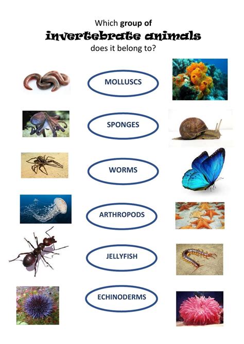 Super Subjects Super Science Life Science Kingdoms Invertebrates Chart
