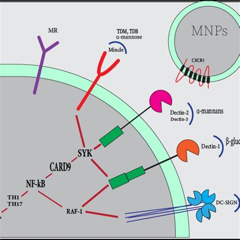 The Cascade Of Innate Immune Response Against Intestinal Fungi Several