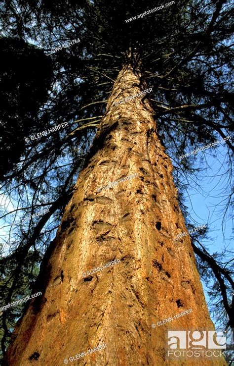 Sequoiadendron Giganteum Cupressaceae Conifer Giant Sequoia Whole Tree