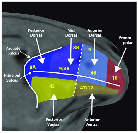 Diagram Of A Macaque Monkey Brain With The Lateral Prefrontal Cortex