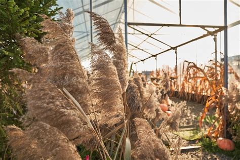 Free Photo Lush Stems Of Dry Grass In Light Greenhouse During Autumn