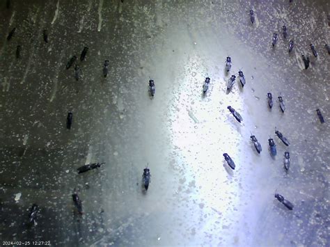 Mating Event Detection Object Detection Dataset By Hebrew University Of