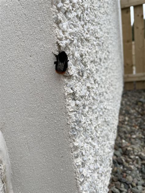 Help With Bumble Bee Identification Perth Scotland Rbees