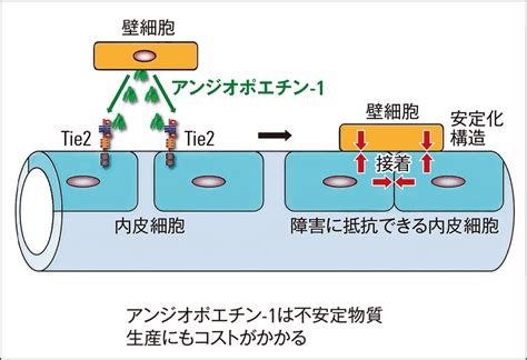 生活習慣病と大きく関わる毛細血管の「ゴースト血管化」