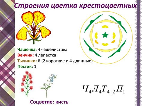 Особенности растений семейства Крестоцветные презентация онлайн