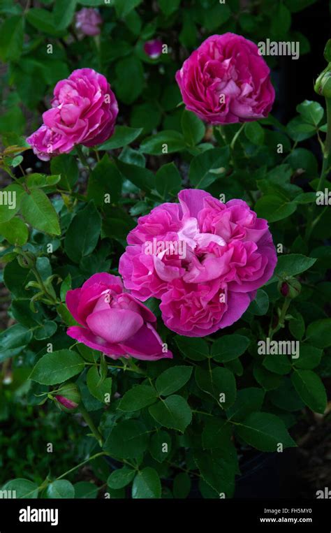 Rosa PAUL NEYRON, deep pink Hybrid Perpetual Stock Photo - Alamy