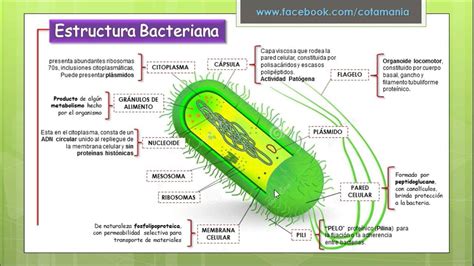 Clula Bacteriana