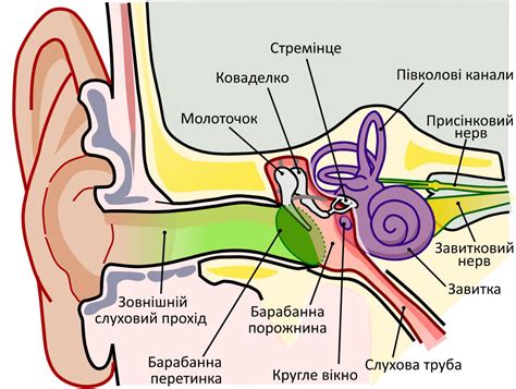 Будова вуха людини — функції схема з описом його частин