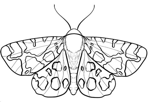 6 Best Free Printable Dragonfly Patterns Pdf For Free At Artofit