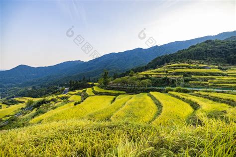 江西婺源江岭秋季梯田风光图片 包图网企业站
