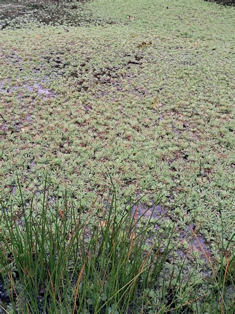 Nouvelle espèce exotique envahissante dans les Hauts de France