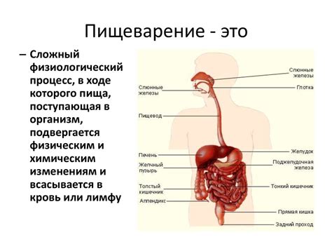 Пищеварительная система - презентация онлайн