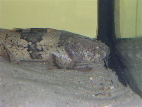 Pseudopimelodus Bufonius Grosser Harlekinwels Steckbriefe Asterophysus Phractocephalus And Co