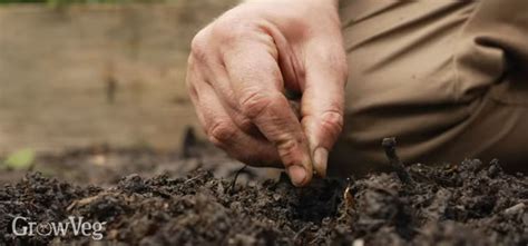 Sow These Seeds In October