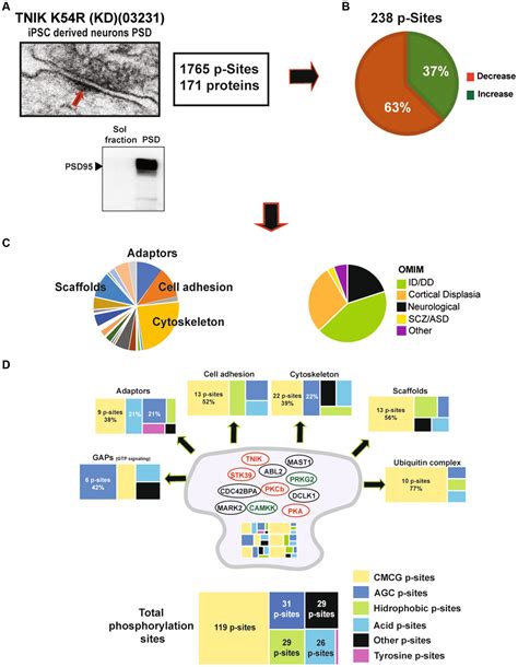 Mutations In The Postsynaptic Density Signaling Hub Tnik Disrupt Psd