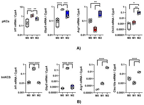 Primary And Immortal Kupffer Cells Polarize Towards M1 And M2a Like