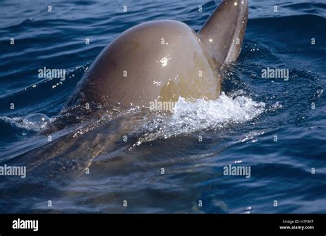 Bottlenose Whale Hyperoodon Ampullatus Surfacing Nova Scotia Canada