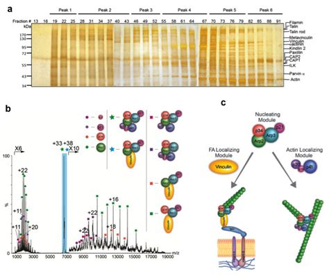 Nano Architecture Of Adhesion Complexes Benny Geigers