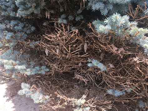All About Bagworms Treatment Identification And Control Expectations
