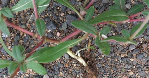 Medicinal Plants Gomphrena Serrata Gomphrena Decumbens Arrasa Con Todo