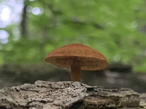 Pholiota Granulosa Mushrooms Of Ct