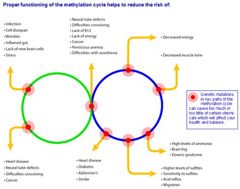 The Methylation Cycle All Natural Advantage