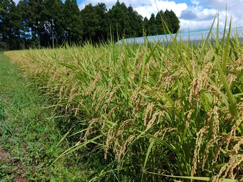 【未使用】jgap認証取得農家直売★免疫力向上が期待できる玄米食にも最適な令和5年産富山県産コシヒカリ検査済1等玄米30kg 高品質 低温貯蔵