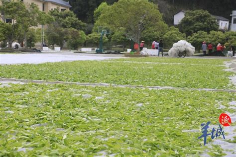 梅州：春茶采摘季，茶农采茶忙腾讯新闻